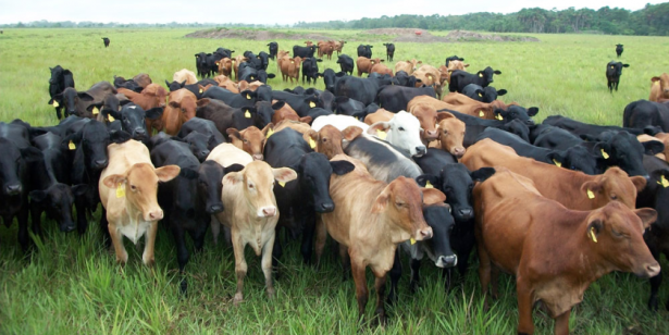 Con innovación y bienestar animal se mejora la producción ganadera en ...